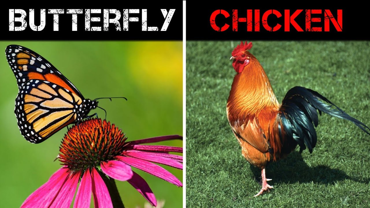 Secrets of Butterfly and Chicken - YouTube