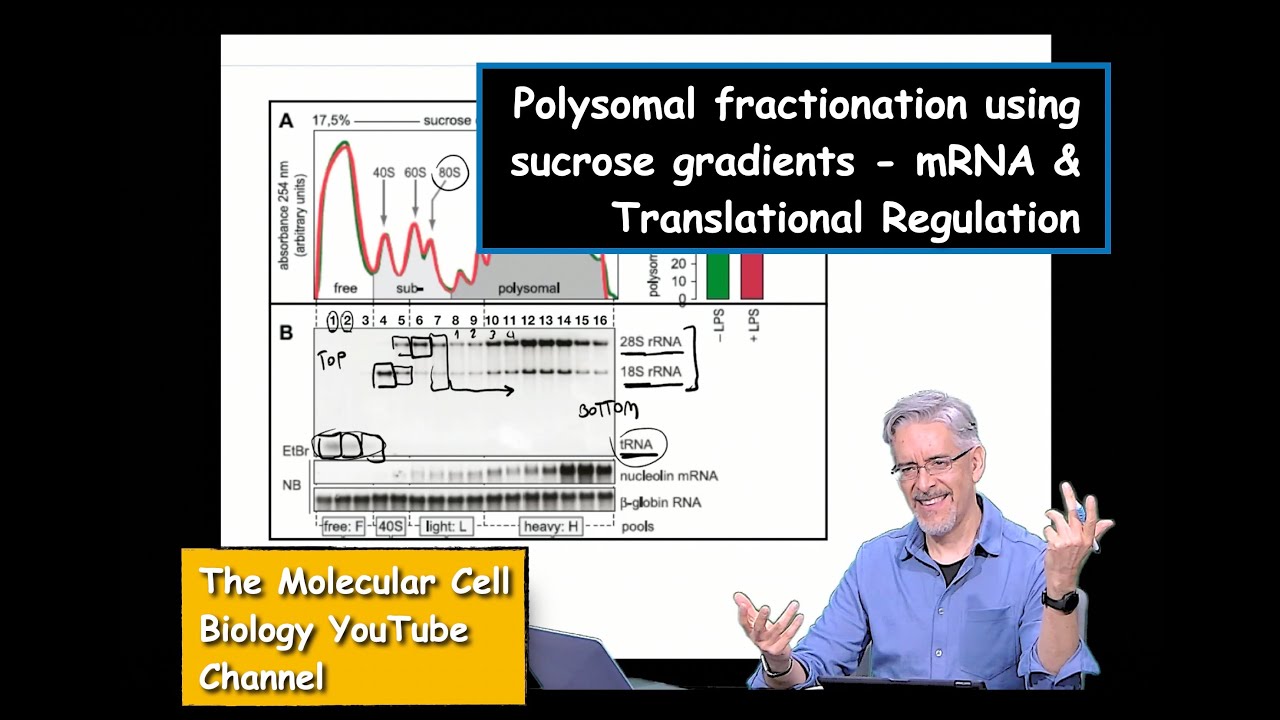Polysomal fractionation using sucrose gradients - YouTube
