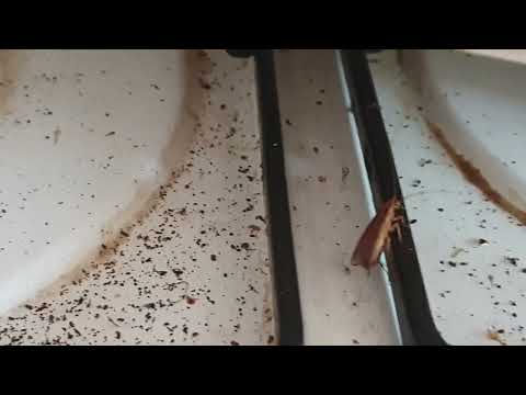 Çöp evdeki hamamböceği istilası Cockroach infestation in garbage house