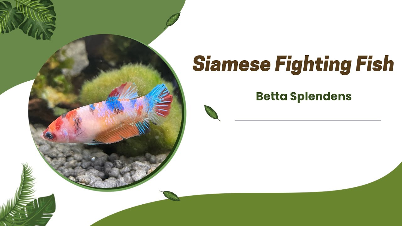 Betta Fish - Species Profile/Care Guide - YouTube