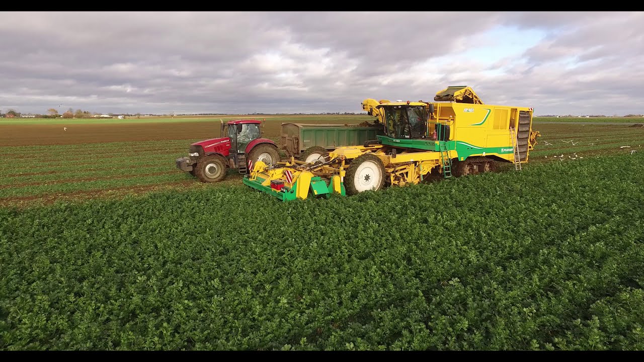 Jack Buck Farms harvesting Celeriac - YouTube