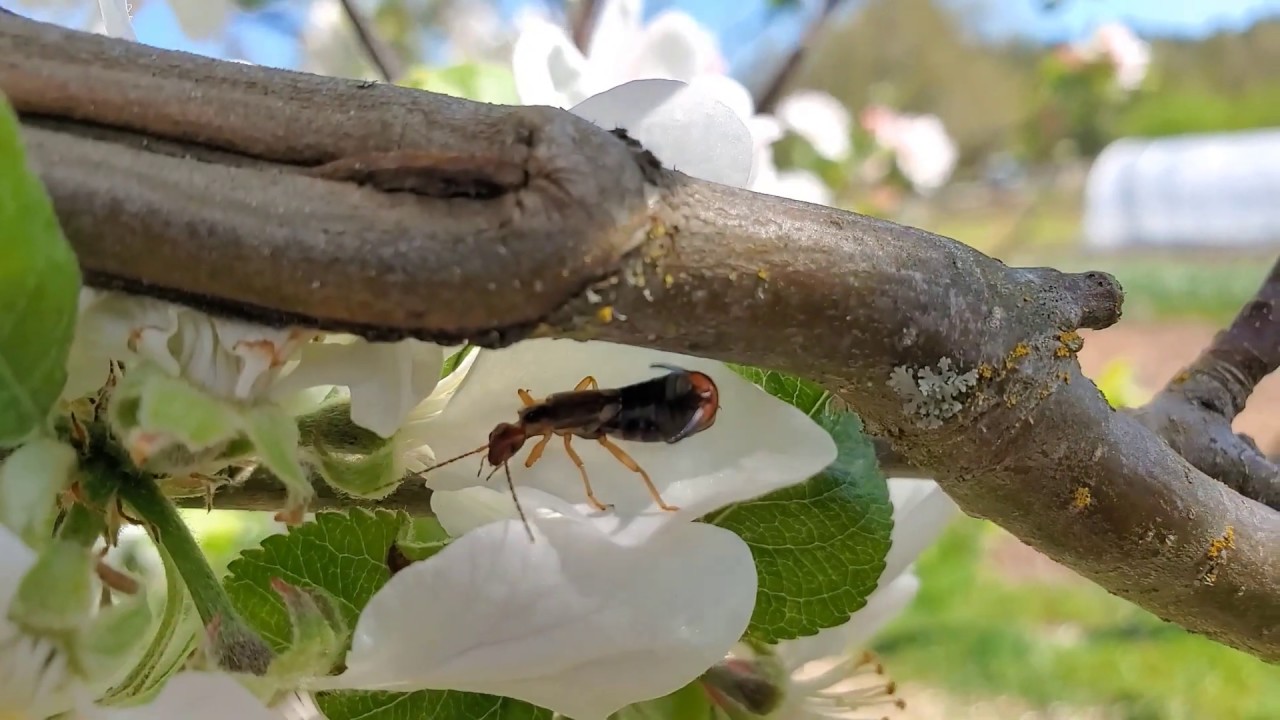 Investigating SAGE for Garden Invertebrates - YouTube