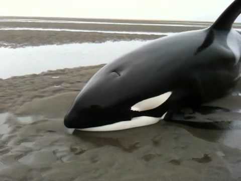 Whale talk - YouTube