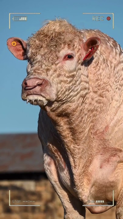 🔴 CHAROLAIS Ganado De Engorde - YouTube