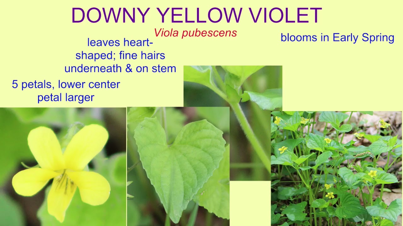 DOWNY YELLOW VIOLET - YouTube