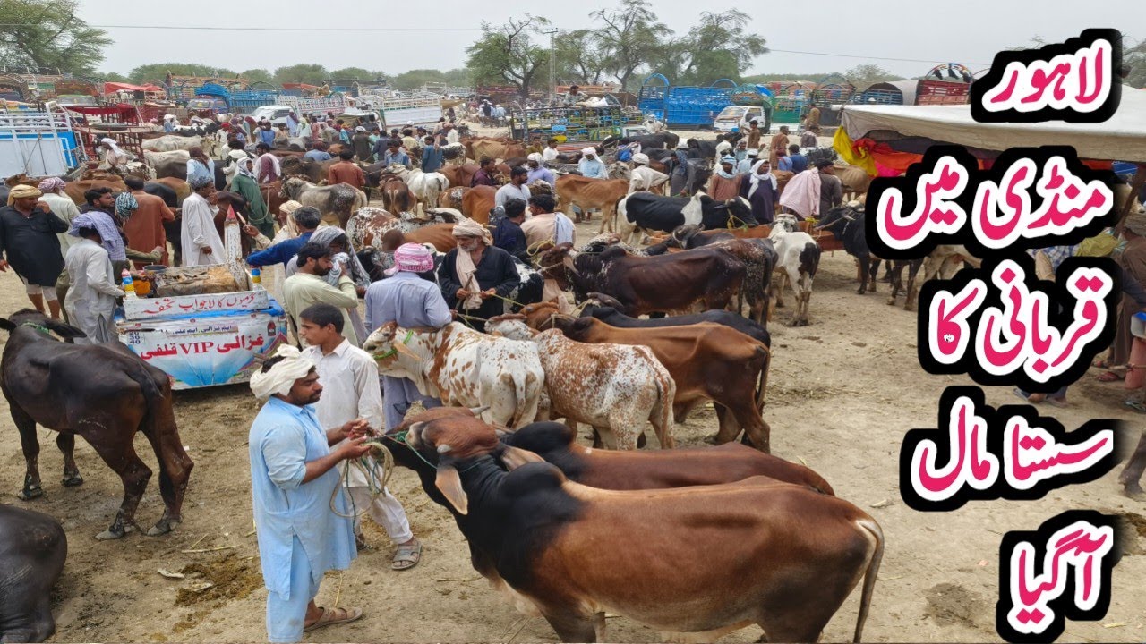 Friday Fresh Update|Cheap Prices Qurbani 2023|Saad Azhar official - YouTube