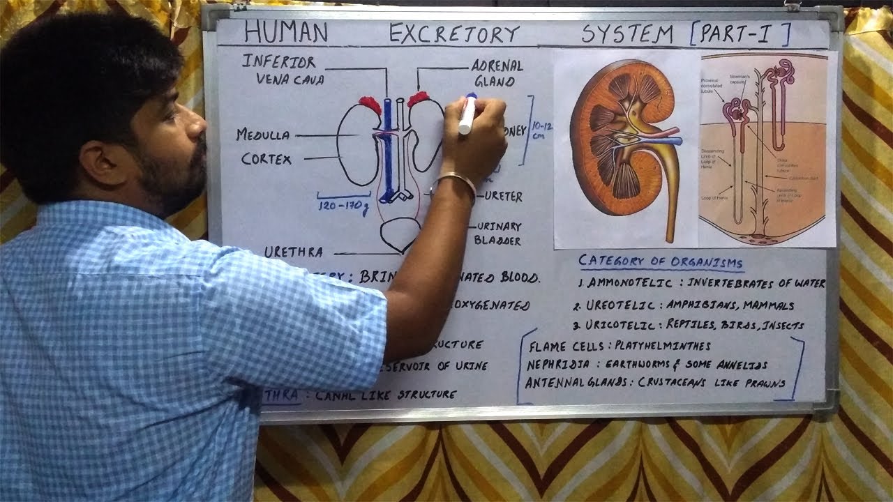 Human Excretory System (Structure of Kidney and Nephron) Class 11 NCERT ...