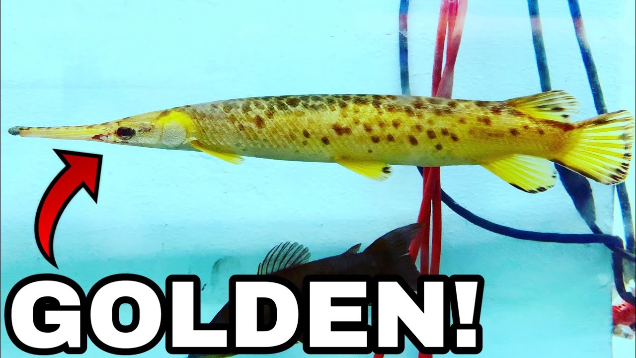 RARE $10,000 GOLDEN GARFISH CAUGHT IN THE WILD! - YouTube