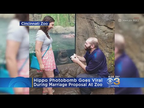 Hippo Photobombs Marriage Proposal At Zoo