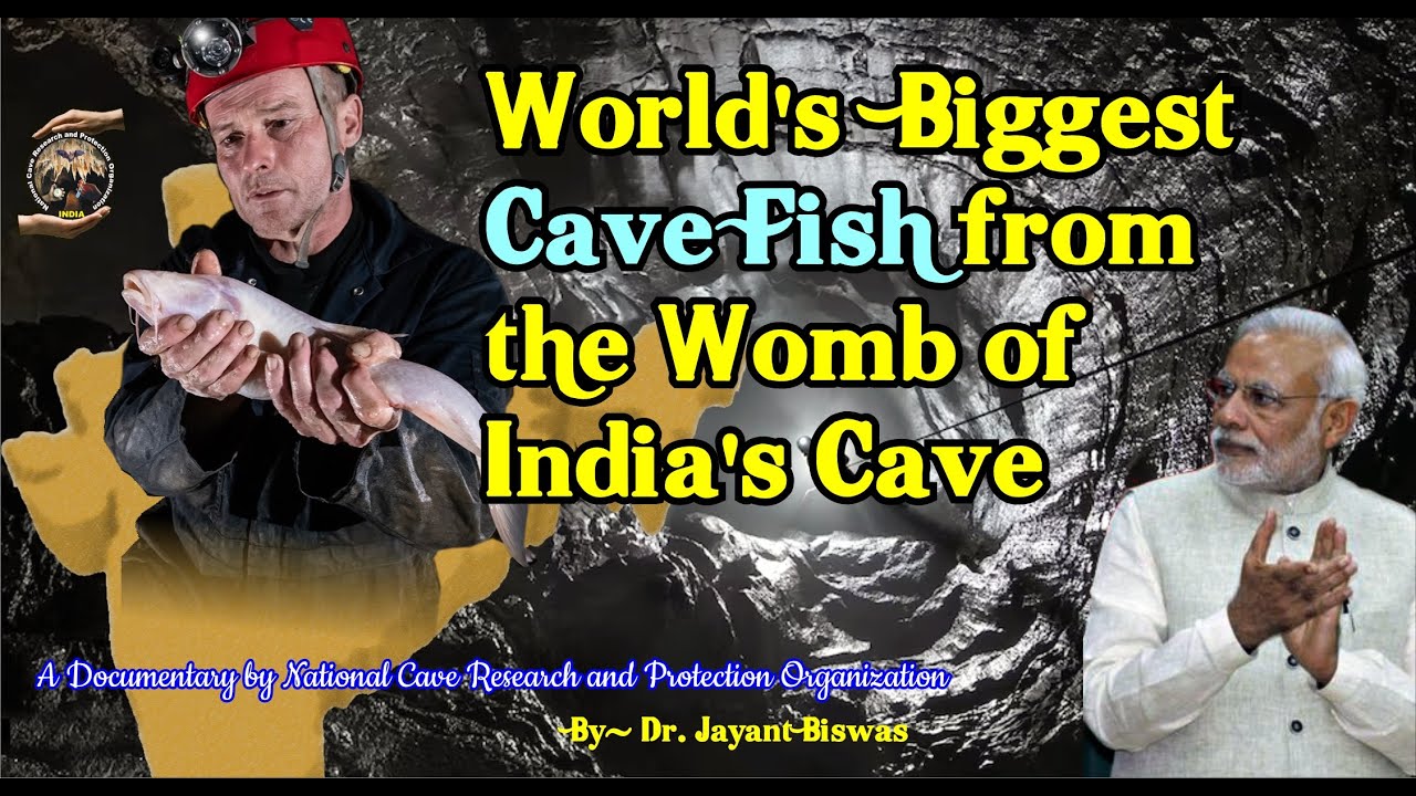 Biggest CaveFish of the World || Neolissochilus pnar || भारत के गुफाओं ...
