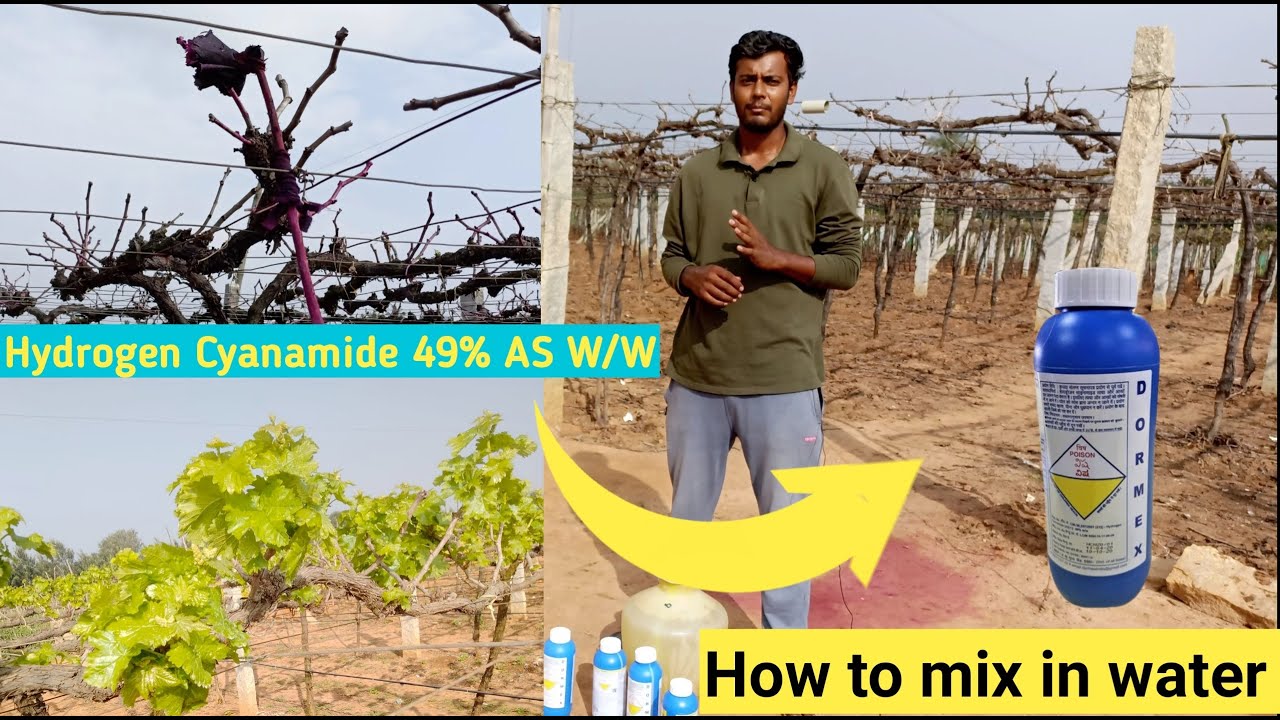 How to apply Dormex to grapes plant || Hydrogen Cyanamide 49% AS W/W | grapes vines natural ...