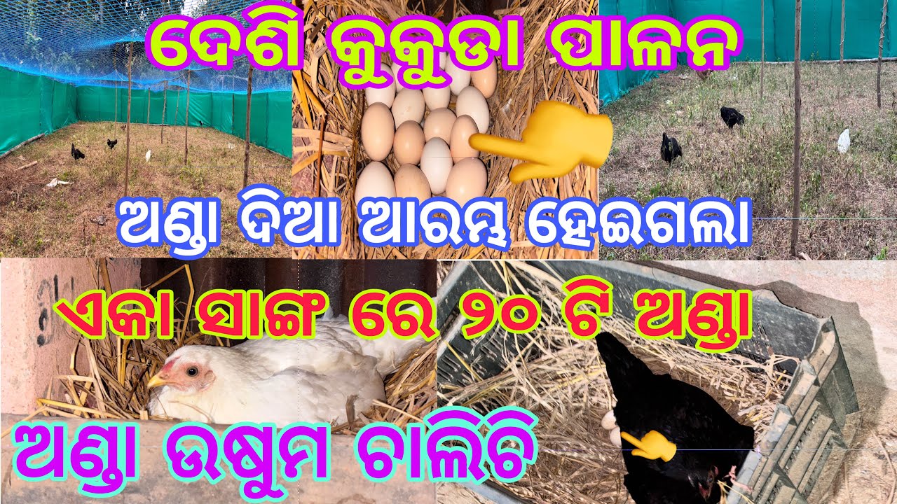 ଦେଶି କୁକୁଡା ପାଳନ॥DESI KUKUDA FRAMING IN ODISHA॥DESI KUKUDA CHASA॥DESI ...