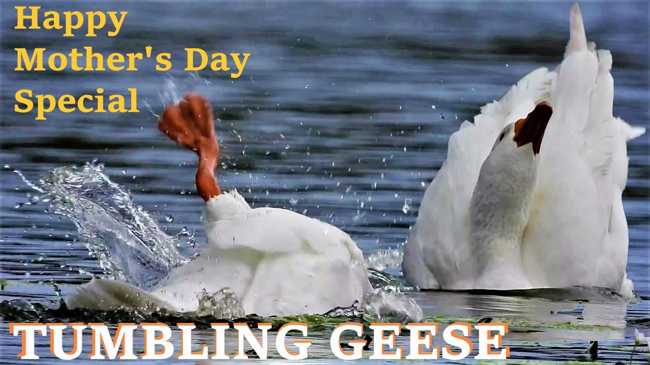 Tumbling Geese. Mother's Day, Pilgrim Geese Australia - YouTube