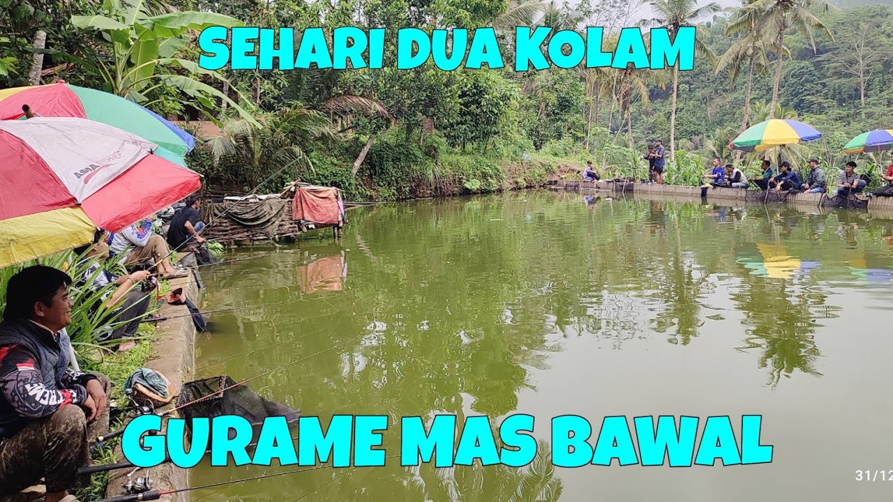 MANCING BORONGAN DI DUA KOLAM !! GURAME MAS BAWAL | HARGA 3, 3 JUTA ...
