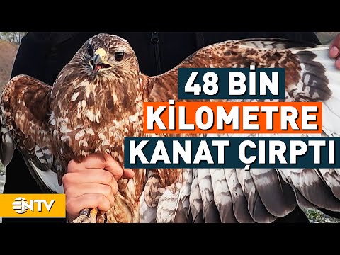 Verici Takılan Kuş 3 Kıta 34 Ülkeden Geçti | NTV