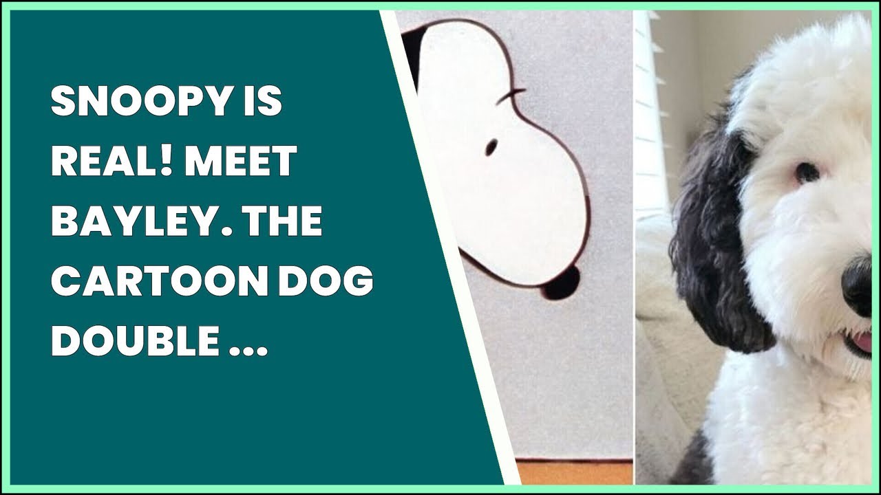 SNOOPY IS REAL! MEET BAYLEY. THE CARTOON DOG DOUBLE CNN - YouTube