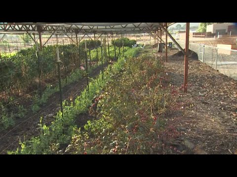 Arizona Worm Farm helps promote organic, sustainable gardening - YouTube