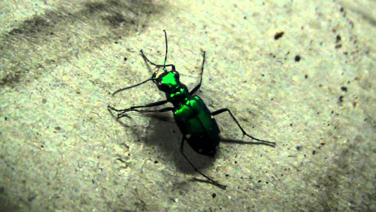 Candy Apple Bug - YouTube