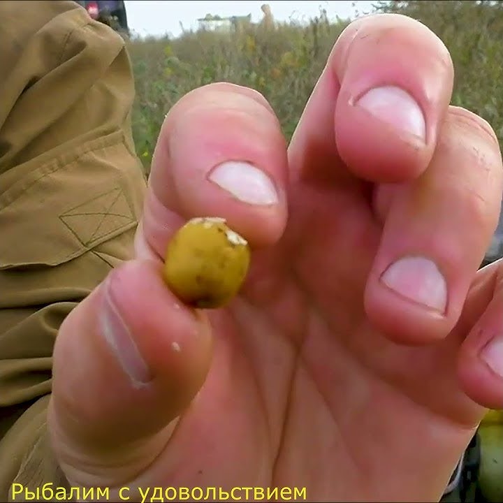 Уловистая насадка на карпа за 1минуту. #shorts - YouTube