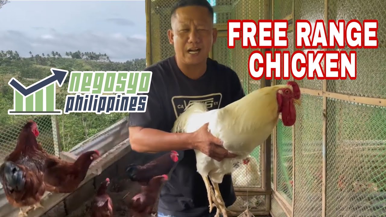 FREE RANGE CHICKEN ft. JSJ CABELLO'S FARM | Negosyo Philippines - YouTube