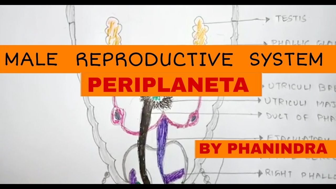 MALE REPRODUCTIVE SYSTEM OF COCKROACH || PERIPLANETA || BY PHANINDRA ...