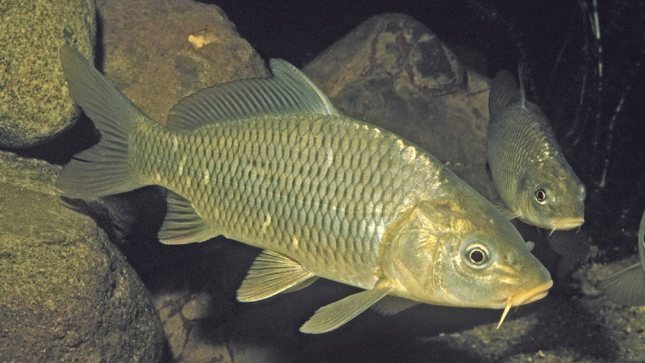 The Carp Chronicles: Mastering the Art of Common Carp Care and Aquatic ...