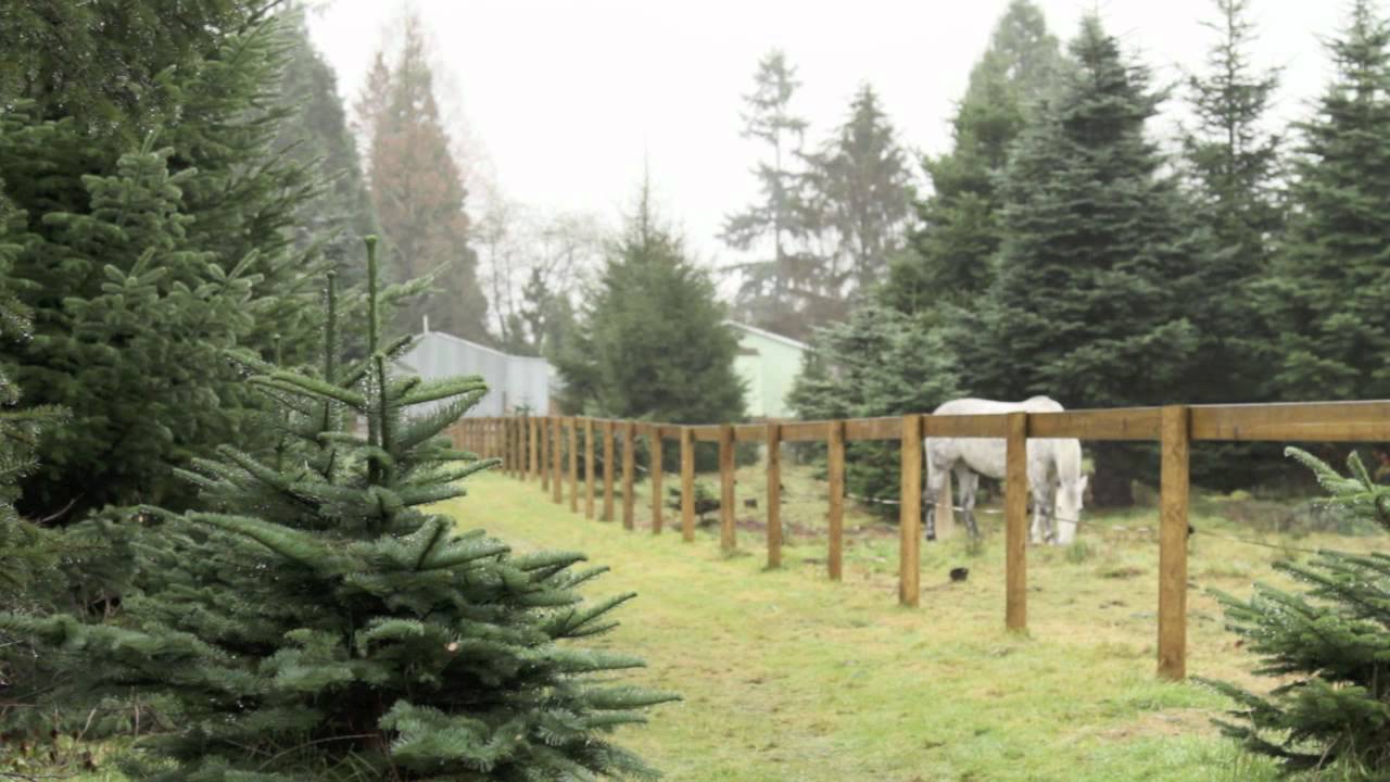 Horse at a tree Farm - YouTube