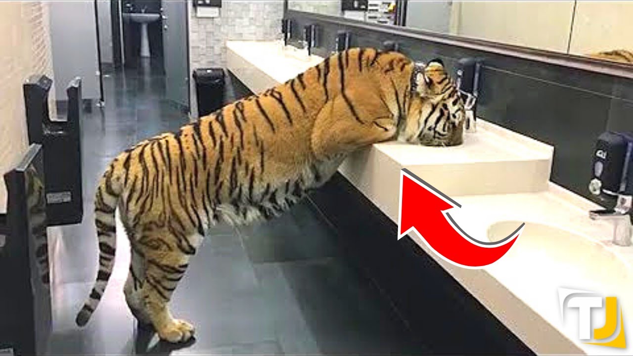 20 Times Wild Animals Invaded People's Homes - YouTube