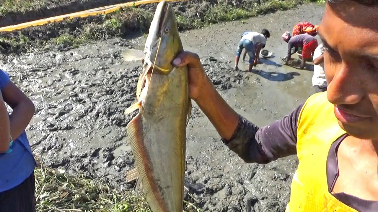 Amazing Boy Catching Big Helicopter Catfish In Mud Water | Fishing in ...