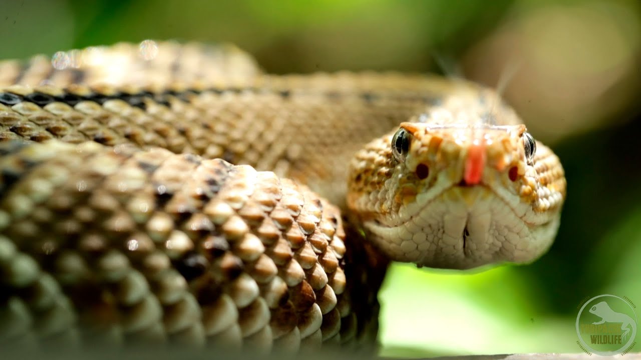 Víbora de cascabel tropical. - YouTube