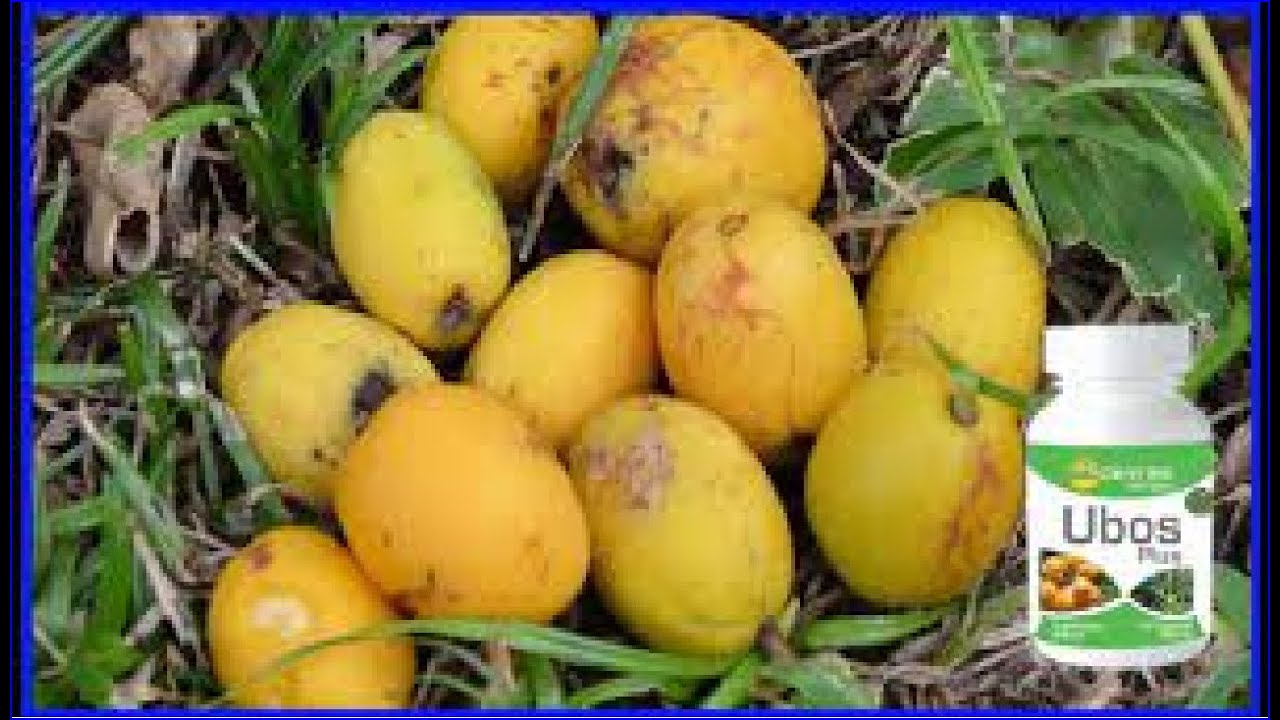 Ubos Planta Medicinal Para que Sirve Spondias mombin L - YouTube