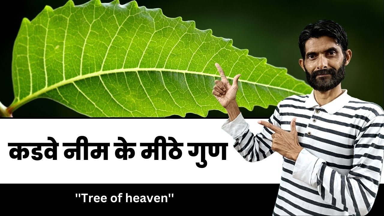 कडवे नीम के मीठे गुण | Azadirachta indica | Tree of heaven | Ayurveda ...