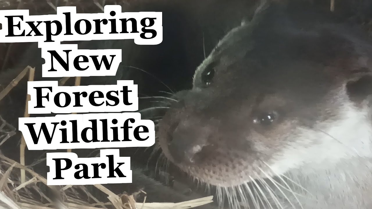 Guided Walk Through New Forest Wildlife Park - Journey in a Native ...
