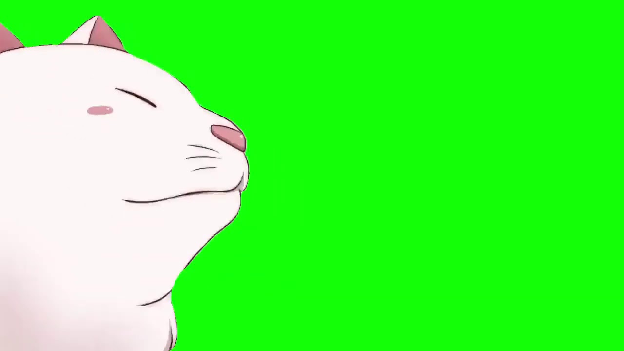Anime cat vibing green screen meme template By Bangla Memes - YouTube