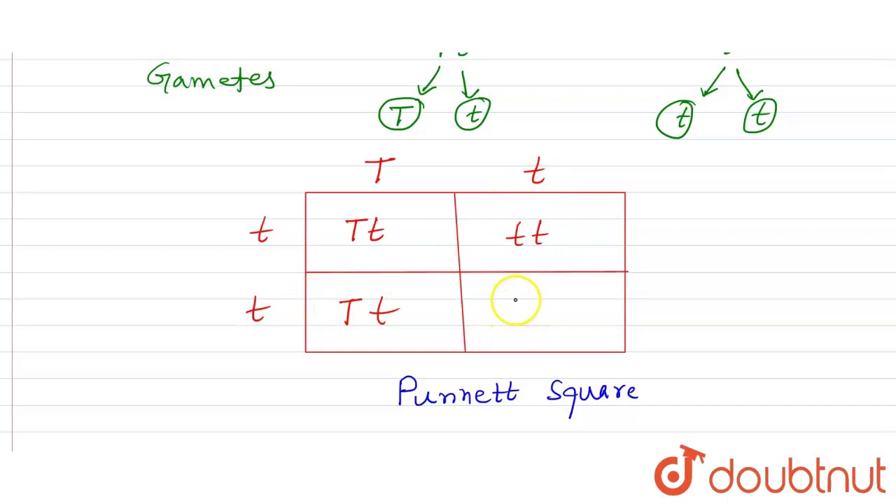 Using a Punnett square, work out the distribution of phenotypic ...