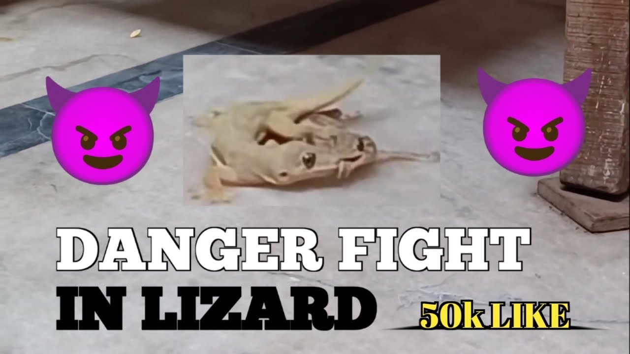 Biggest Lizard Fighting 🔥🔥🔥|| Lizard A vs Lizard B || Animal fight club ...