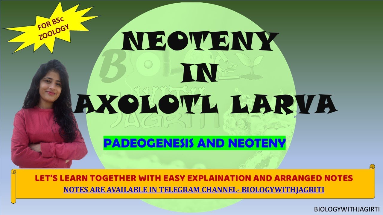 AXOLOTL LARVA NEOTENY AND PADEOGENESIS BSc ZOOLOGY |BIOLOGYWITHJAGRITI ...