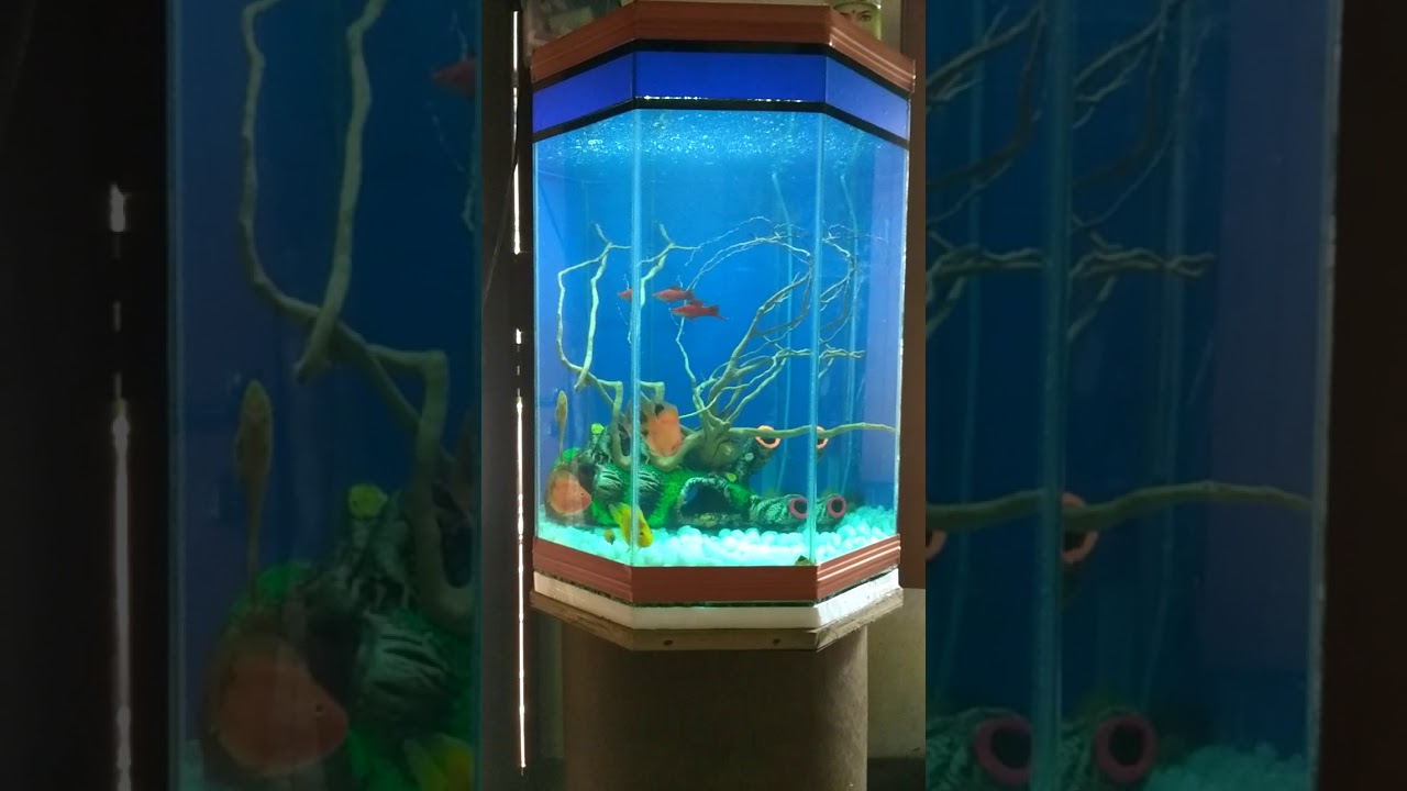 Oceanic Octagon Fish Tanks And Sizes