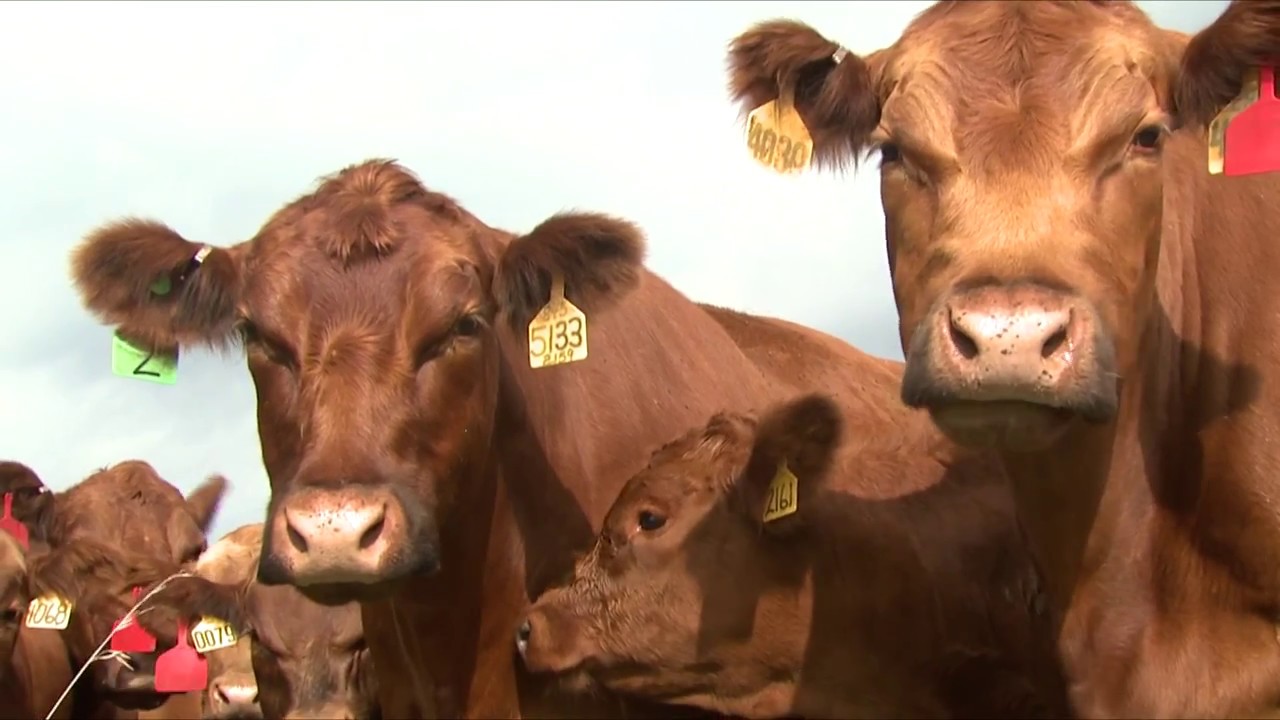 Lactic Acid Dip Intervention of Beef Subprimals - YouTube