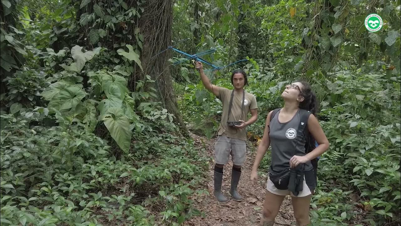 The Sloth Tracking Experience | The Sloth Conservation Foundation - YouTube