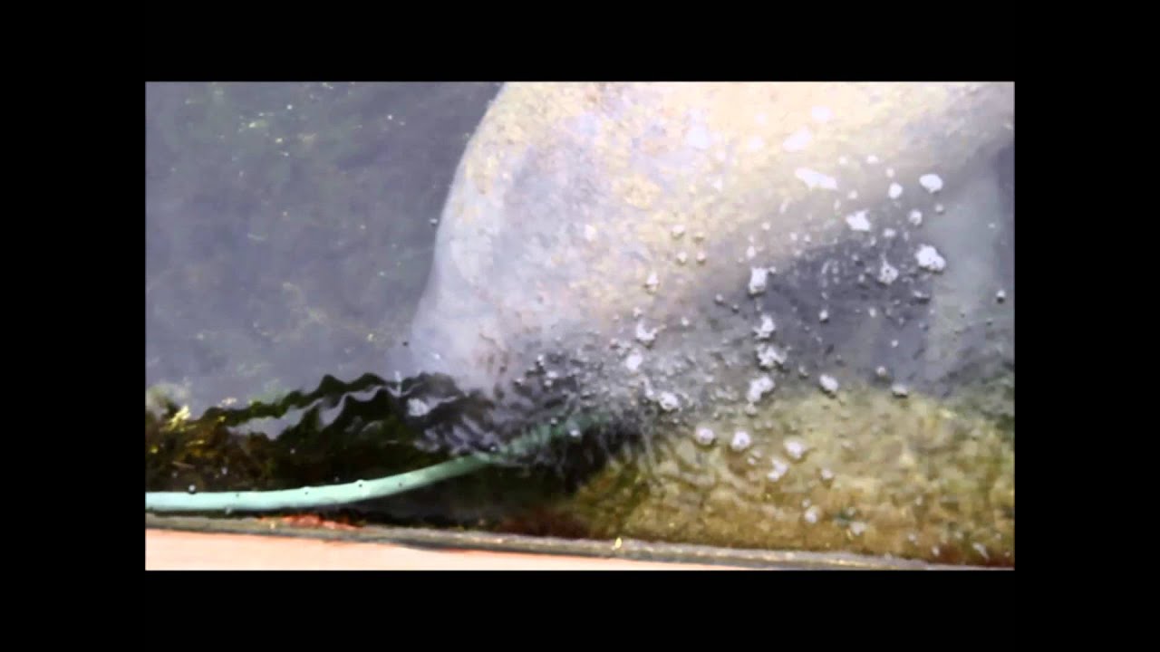 My Manatee Movie - YouTube