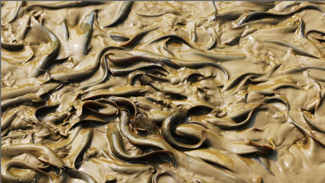 Amazing !! Thousands of Catfish in Mud Pond !! Fish Farming in india ...