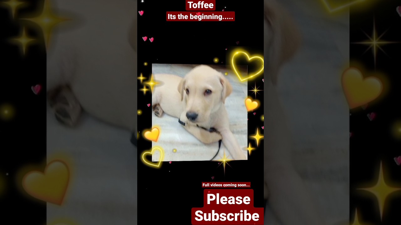 most adorable cute puppy labrador dog toffee ll attract all vrs | love ...