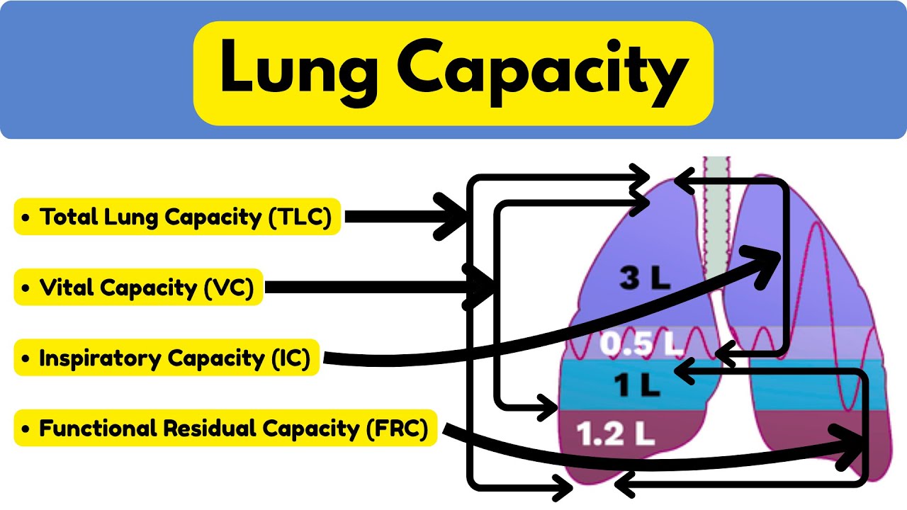 Lung Capacities | Vital, Inspiratory, Functional Residual & Total Lung ...