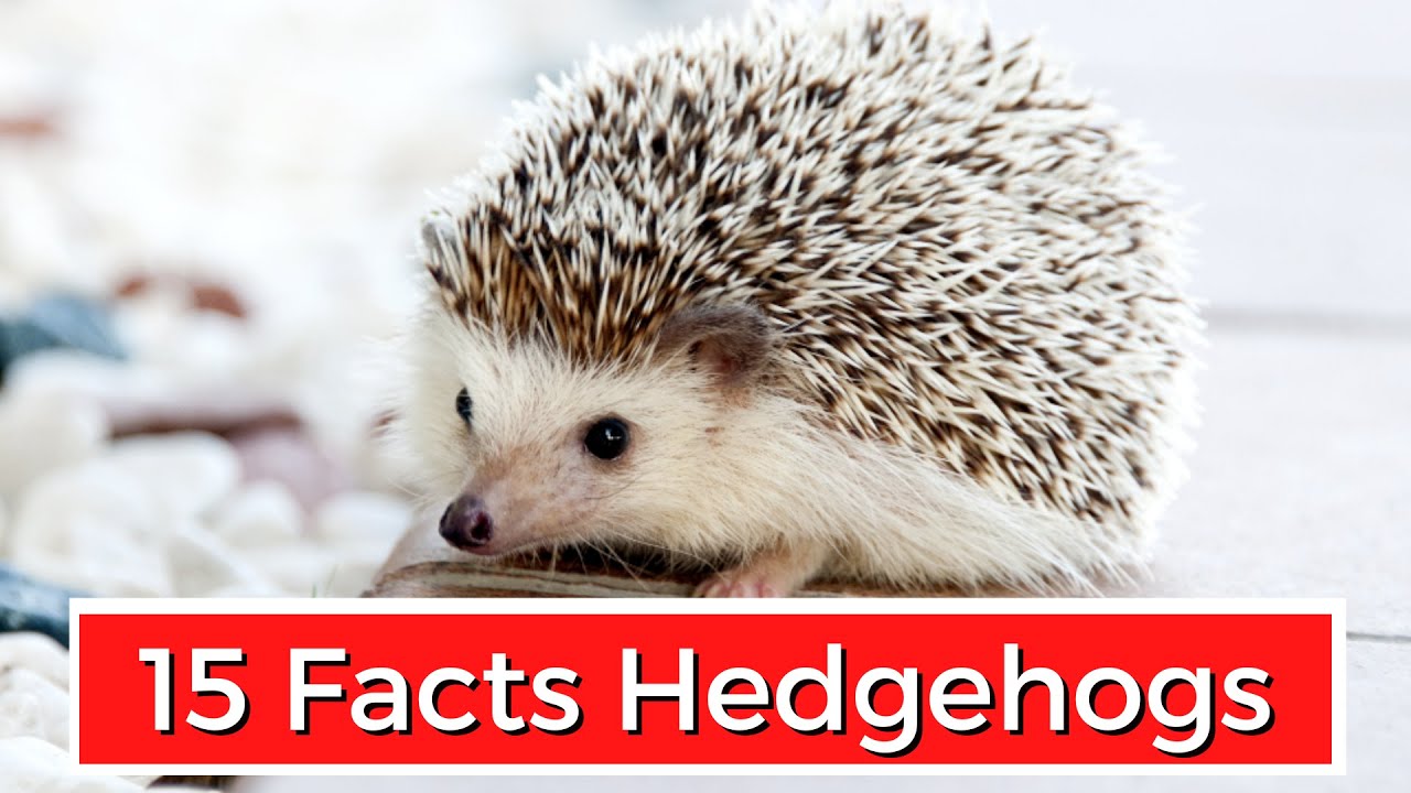 15 Interesting Facts About Hedgehogs - YouTube