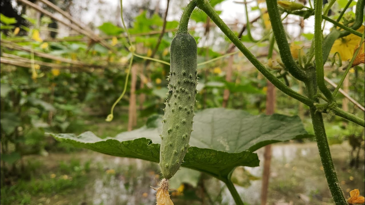 Rural village cucumber farming 😱 - YouTube