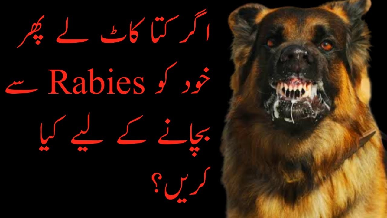 What Are Preventions Of Rabies Disease Rabies Causes And Prevention what-are-preventions-of-rabies-disease-rabies-causes-and-prevention