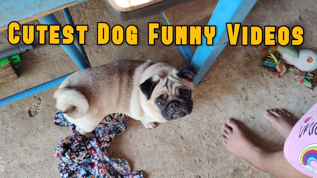 cutest dog funny videos | pug dog | Funniest Animals 2024 - YouTube