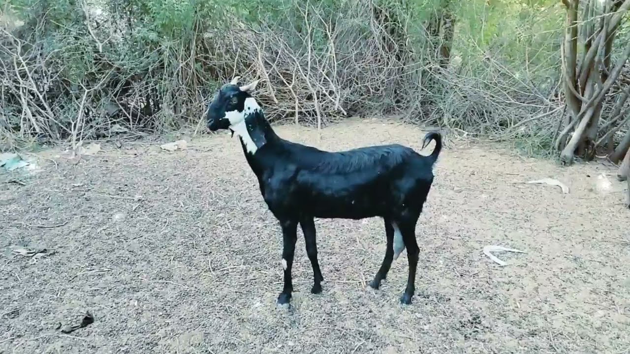Original kutchi goat breed - YouTube