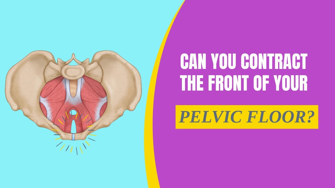 Pelvic Floor Contraction | Front Versus Back - YouTube